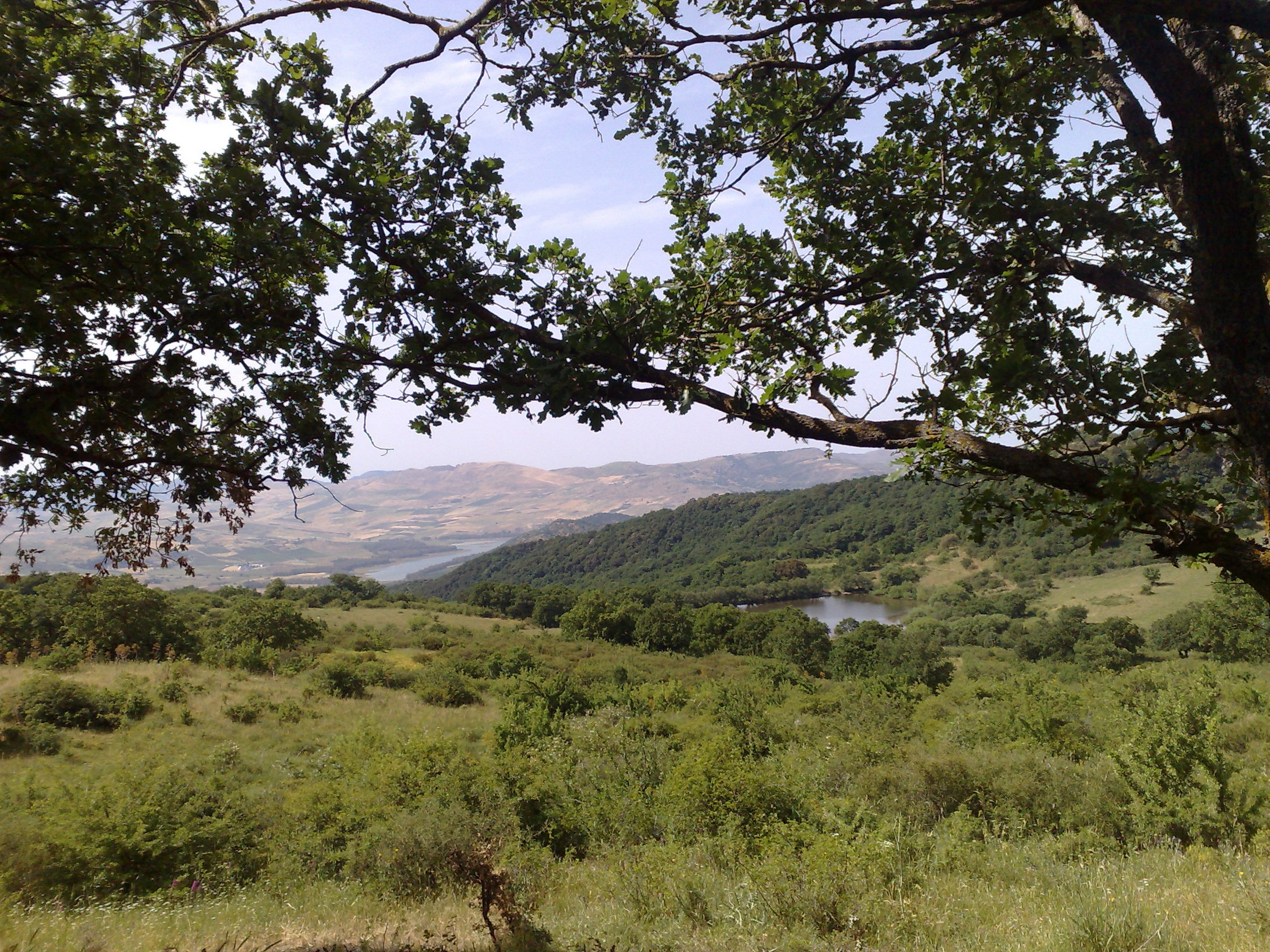 Boschi Siciliani: Riserva naturale bosco della Ficuzza - Sicilia ...